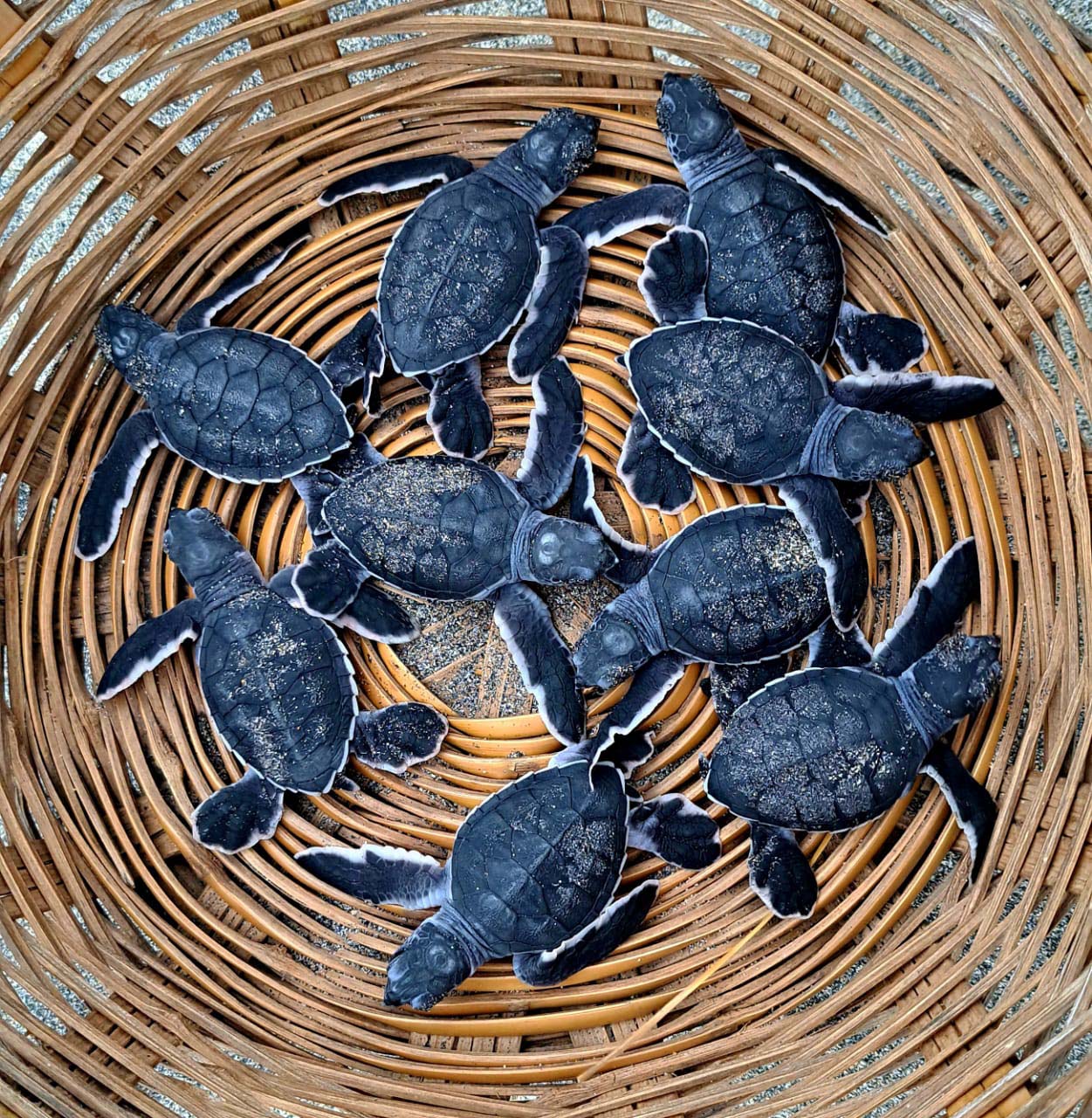 Tour 4 - Turtle Release (Textile) - In The Buff Travel